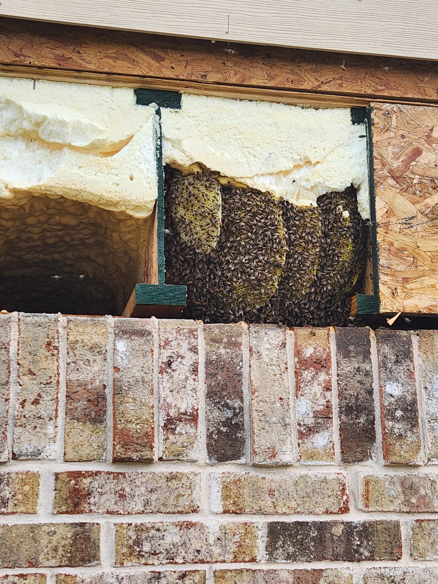 Bee Relocation – Honey Maker